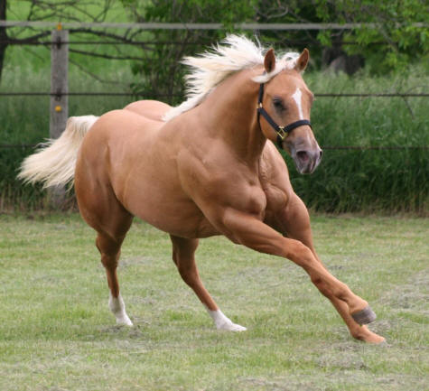 Halter Horse On Steroids